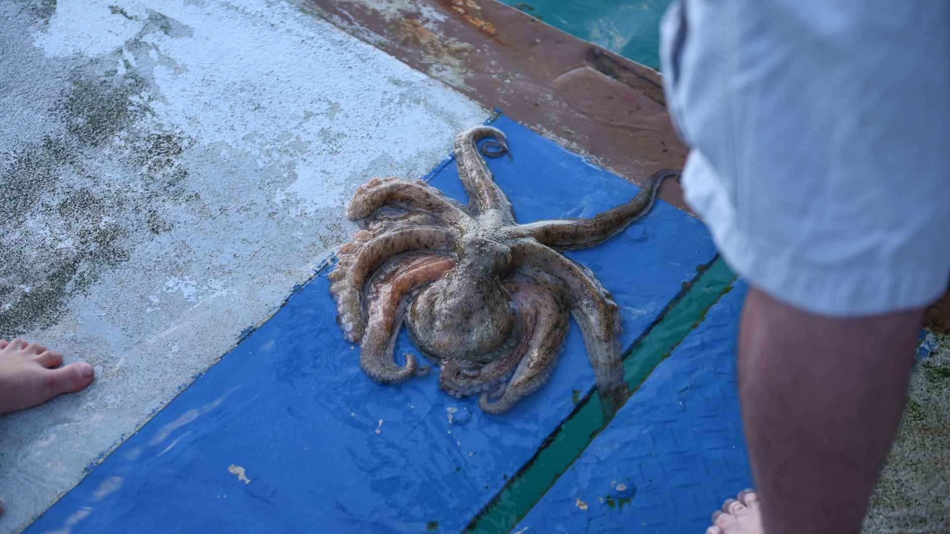 New Zealand Octopus